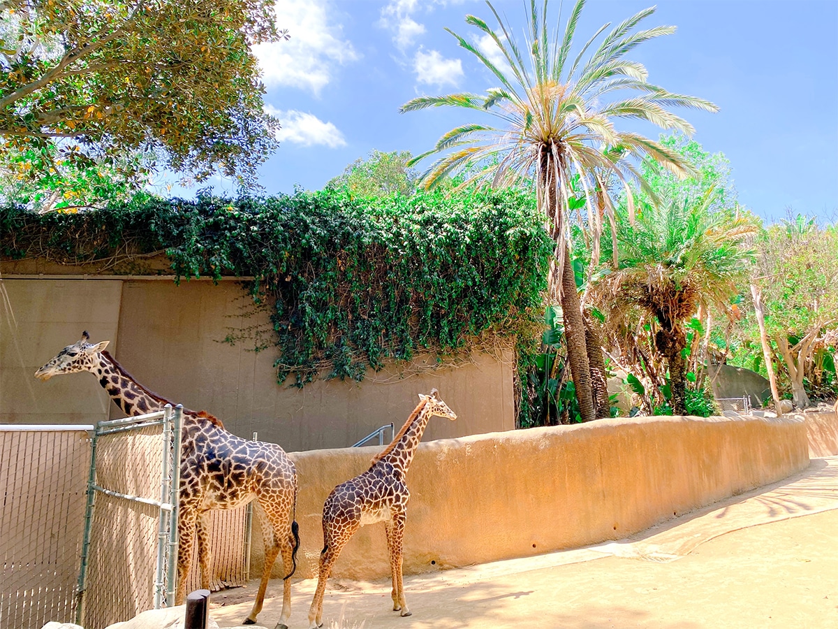 10 Tips For Your Trip to the Los Angeles Zoo - JohnnyJet.com